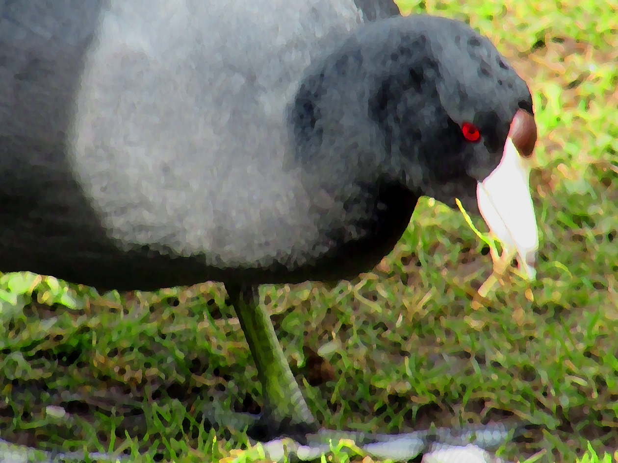 One Crazy Coot | Myriad Ways